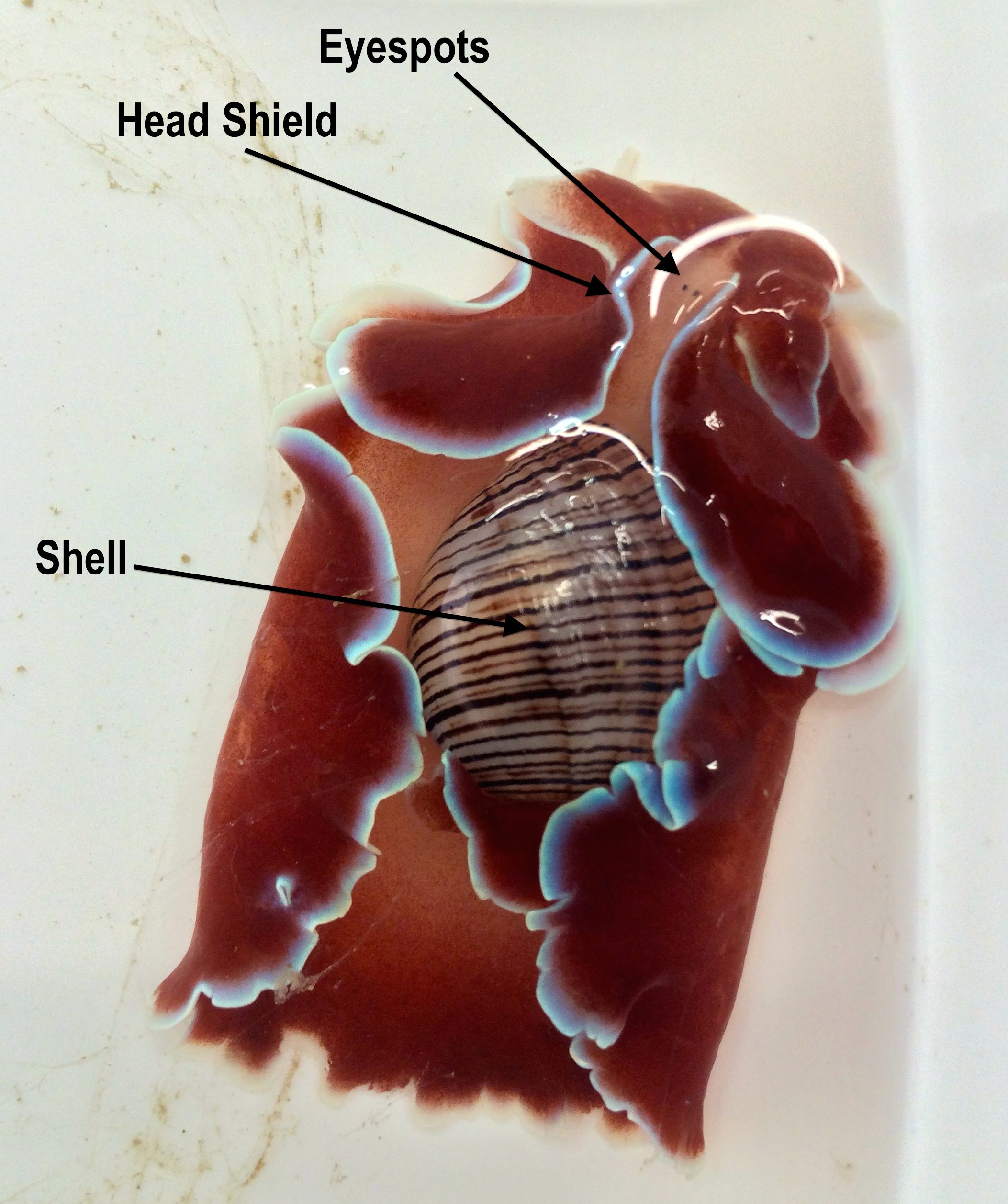 Hydatina physis | Kristine Crouch